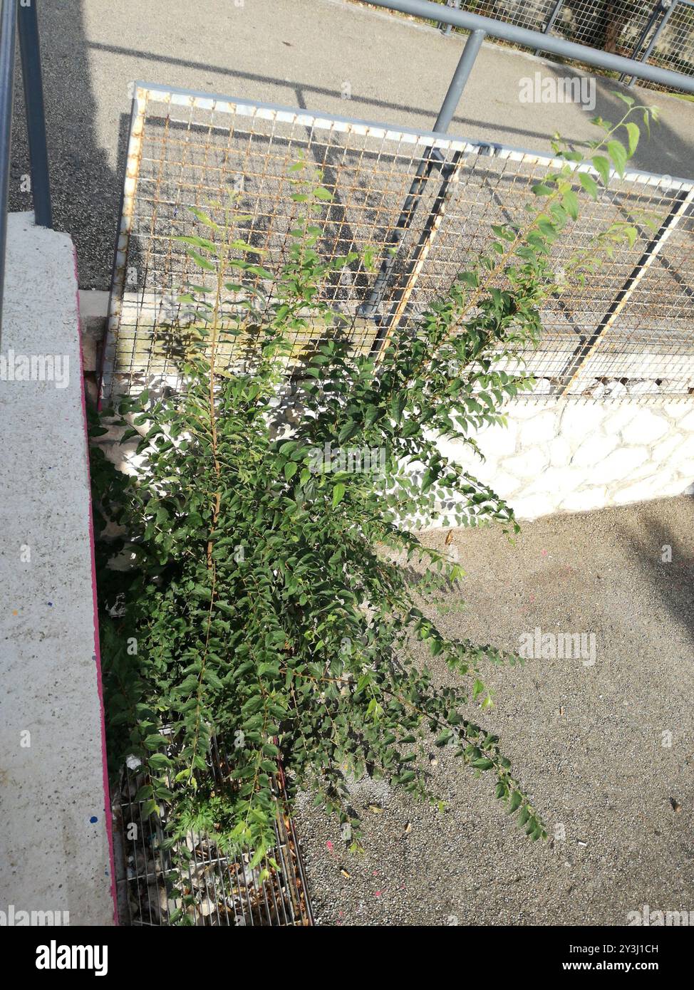 Nettle tree (Celtis australis) Plantae Stock Photo - Alamy