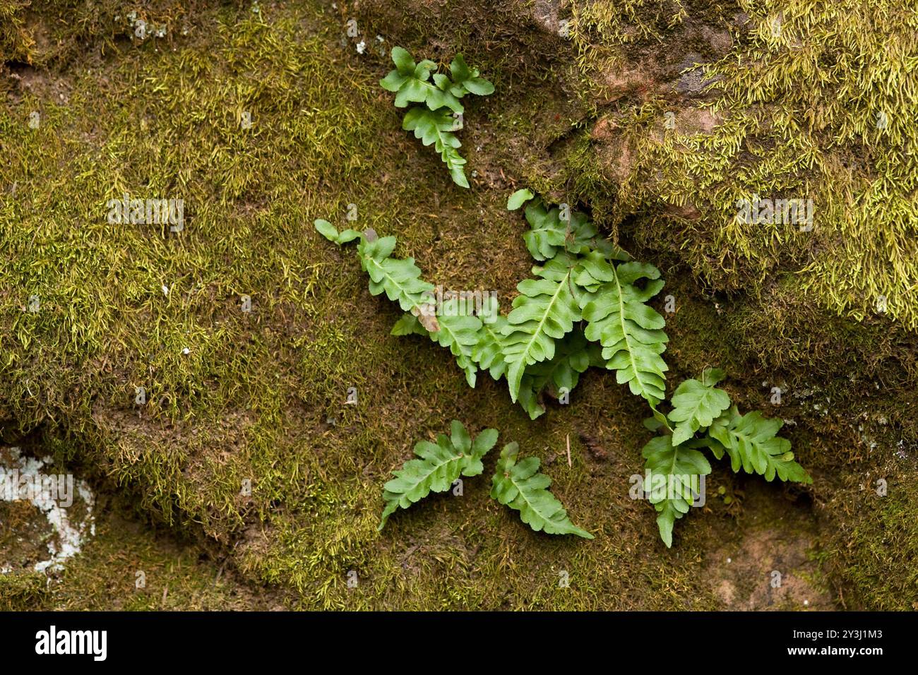 western polypody (Polypodium hesperium) Plantae Stock Photo - Alamy