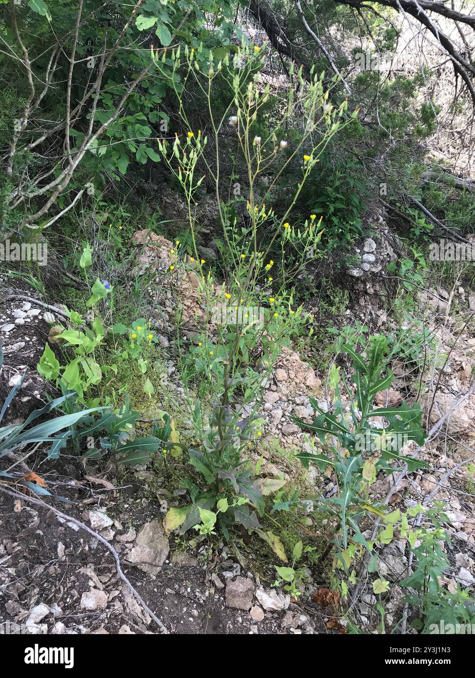 Smooth hawksbeard (Crepis capillaris) Plantae Stock Photo - Alamy