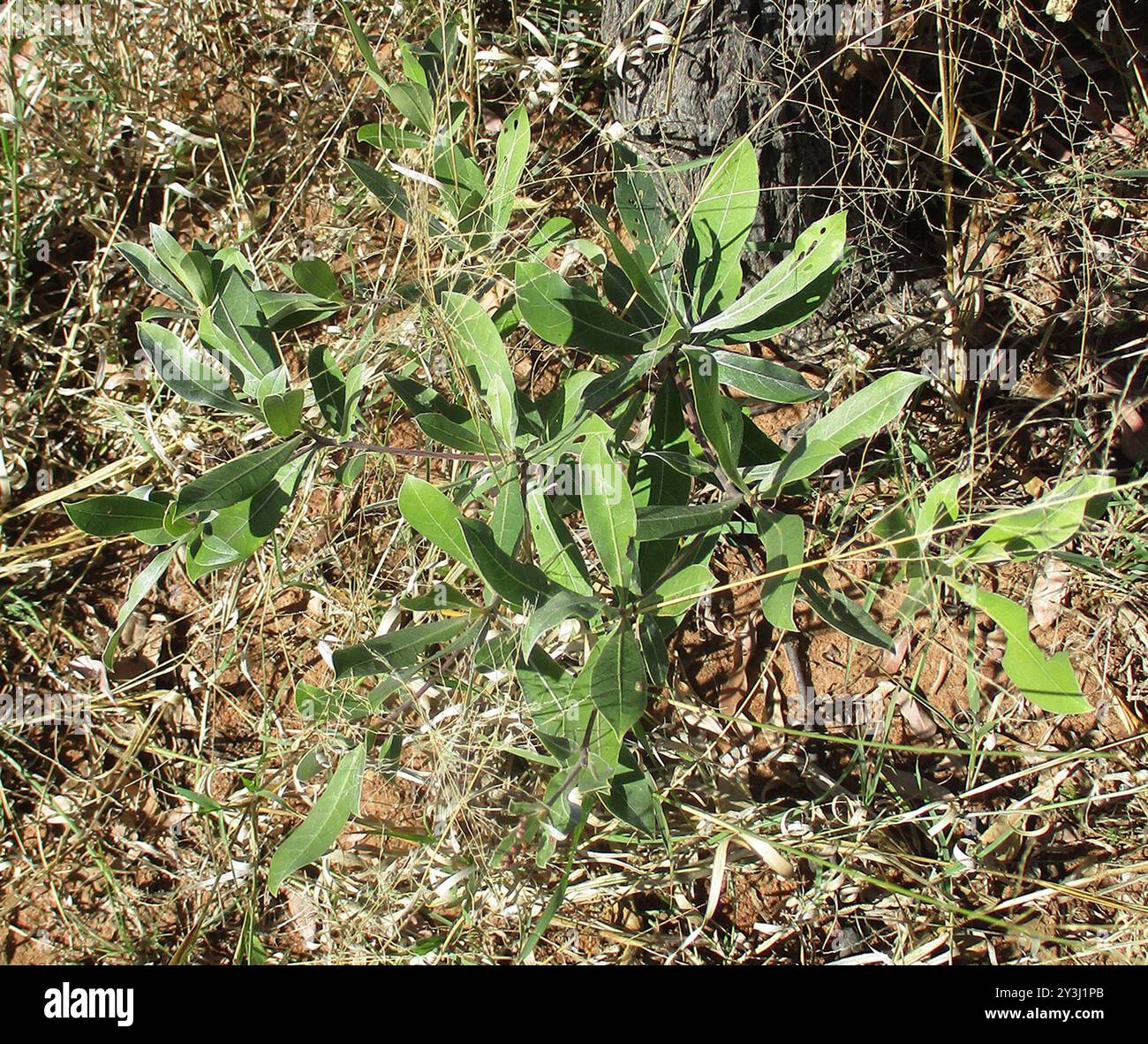 silver terminalia (Terminalia sericea) Plantae Stock Photo - Alamy