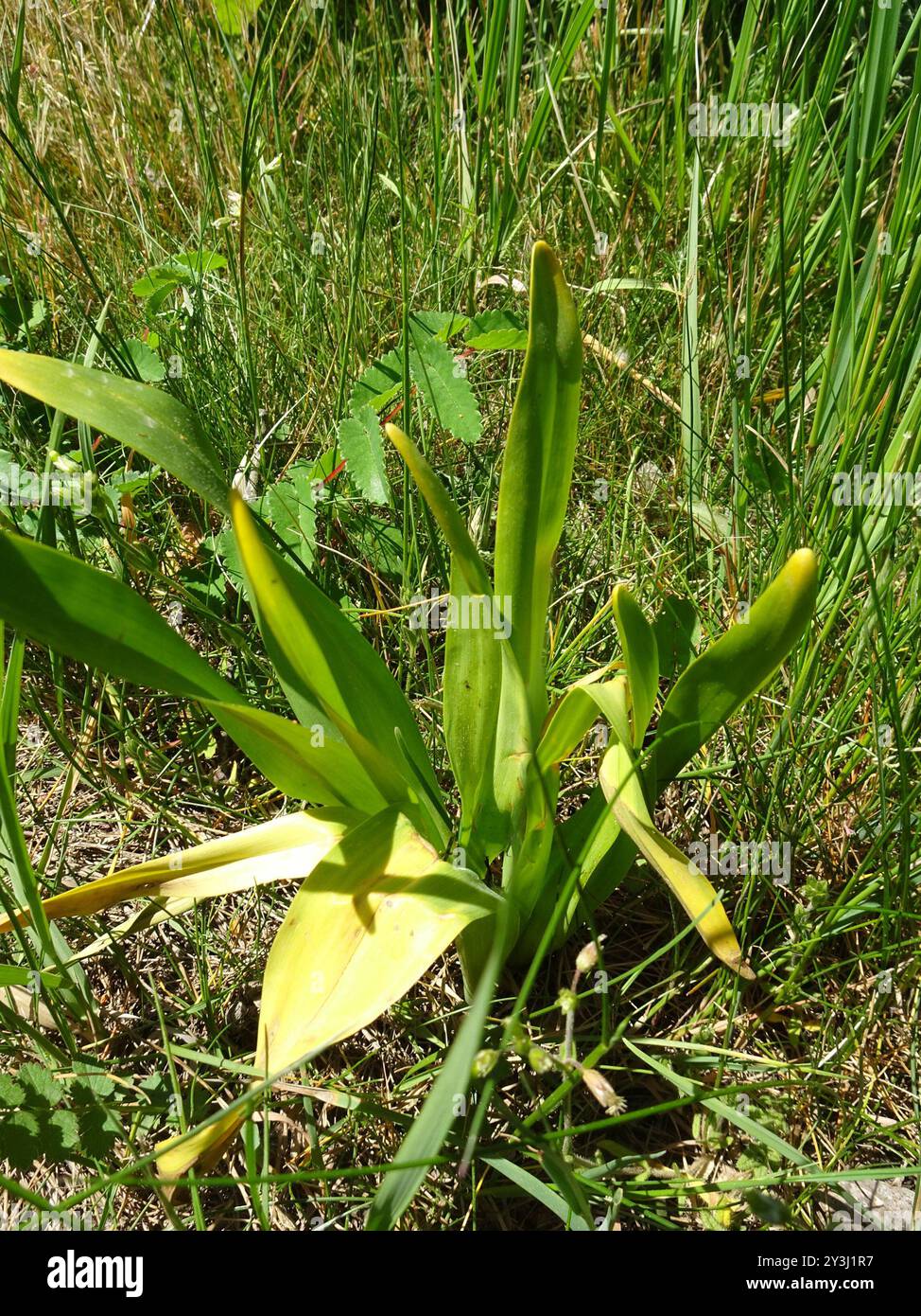 Autumn Crocus (Colchicum autumnale) Plantae Stock Photo - Alamy