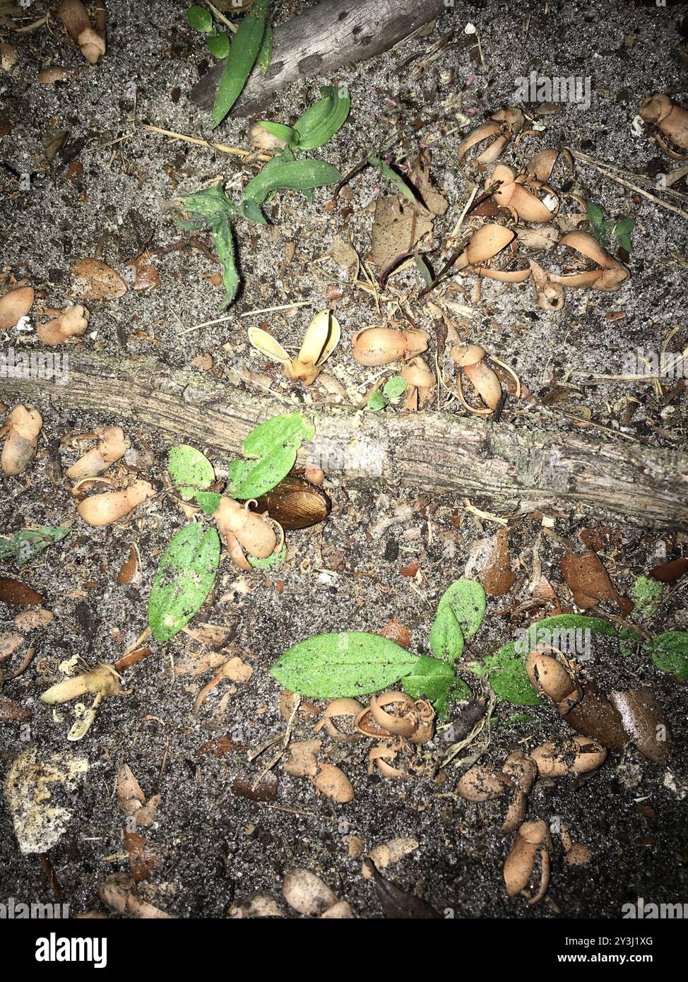 Surinam Cockroach (Pycnoscelus surinamensis) Insecta Stock Photo - Alamy