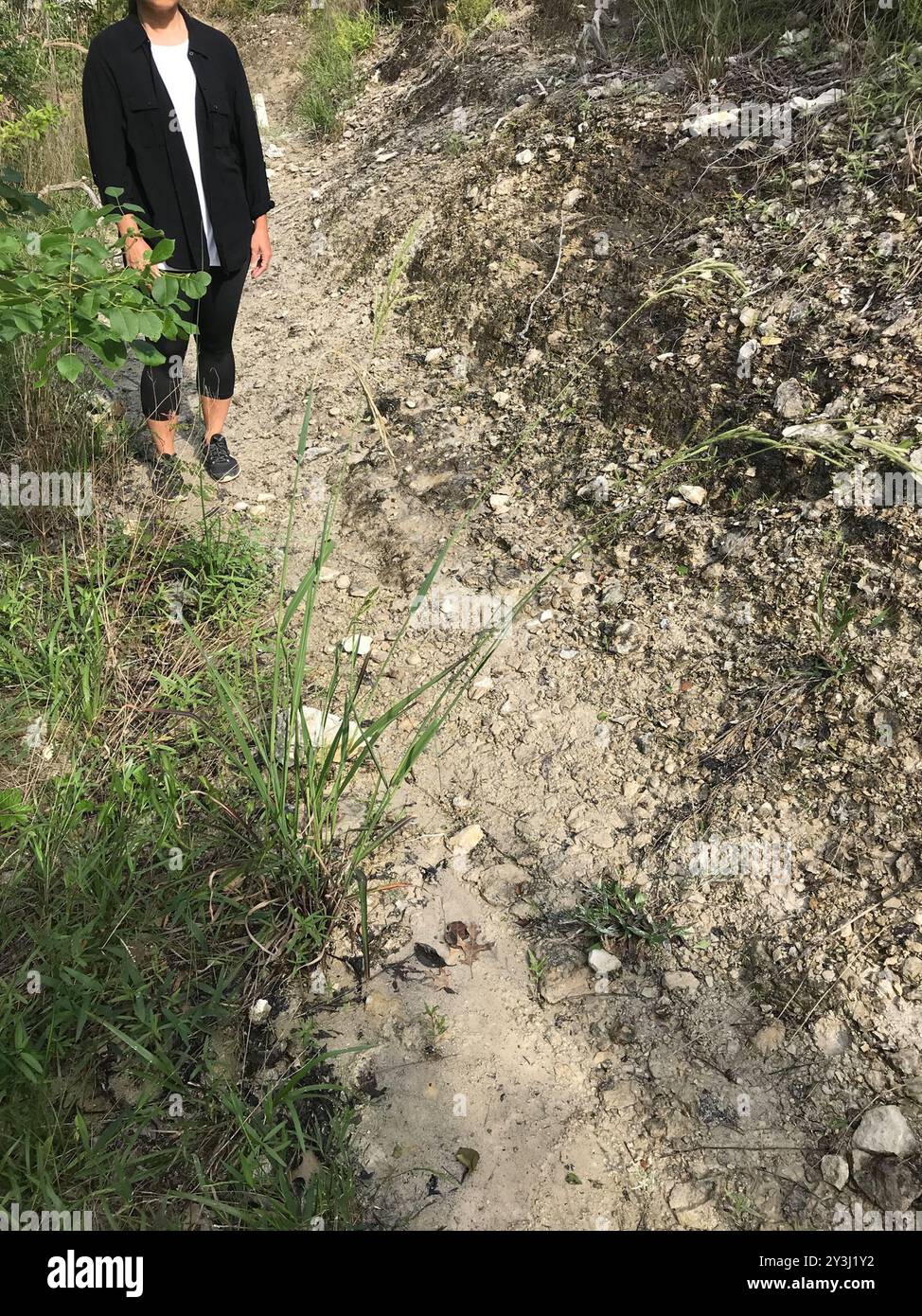 Vasey Grass (Paspalum urvillei) Plantae Stock Photo - Alamy
