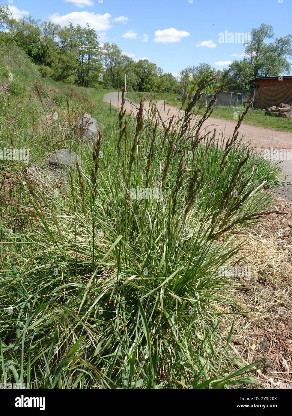 tall fescue (Lolium arundinaceum) Plantae Stock Photo - Alamy