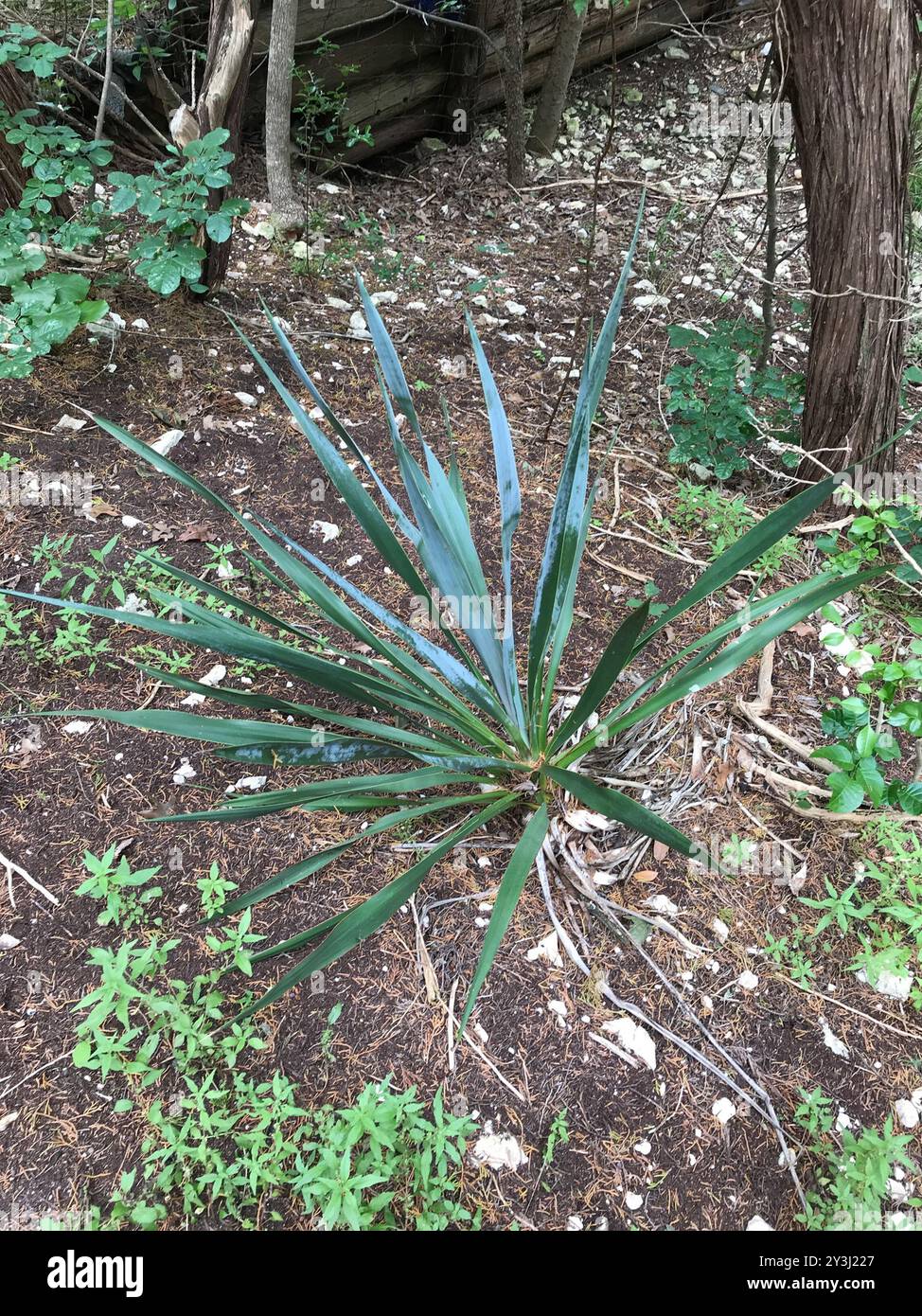 Twisted-leaf Yucca (Yucca rupicola) Plantae Stock Photo - Alamy