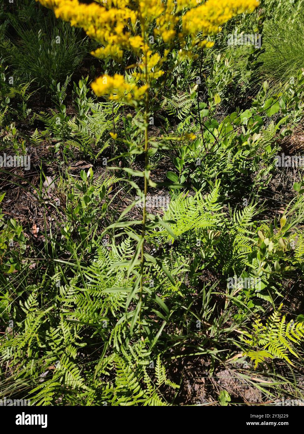 Sweet Goldenrod (Solidago odora) Plantae Stock Photo - Alamy