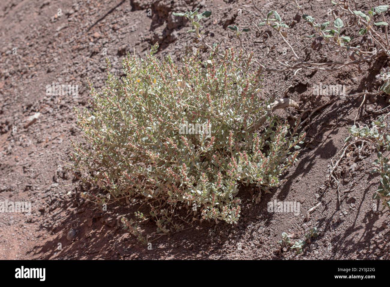 Mound Saltbush (Atriplex obovata) Plantae Stock Photo - Alamy