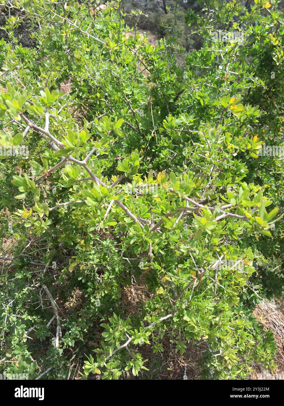 African boxthorn (Lycium ferocissimum) Plantae Stock Photo - Alamy