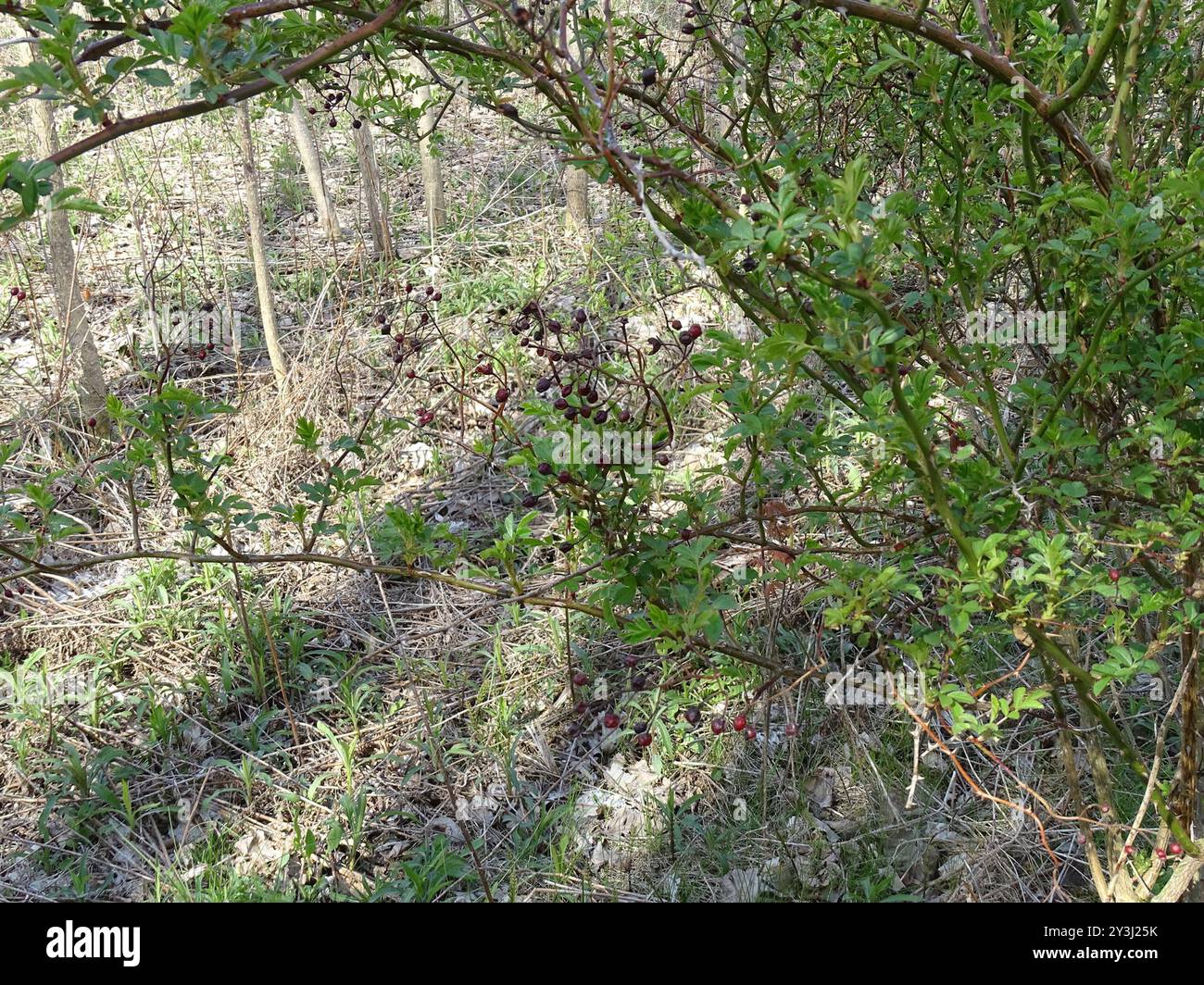 multiflora rose (Rosa multiflora) Plantae Stock Photo - Alamy