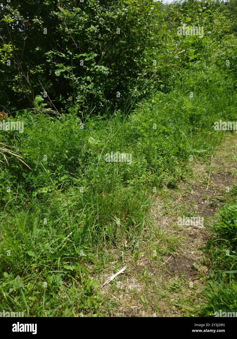 Upright Brome (Bromus erectus) Plantae Stock Photo - Alamy