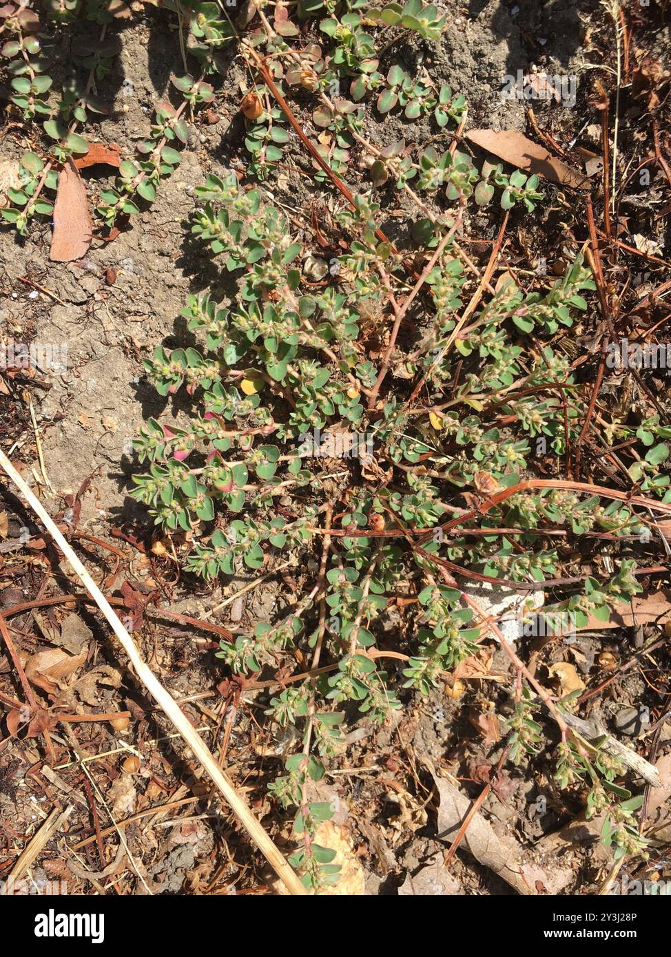 prostrate sandmat (Euphorbia prostrata) Plantae Stock Photo - Alamy