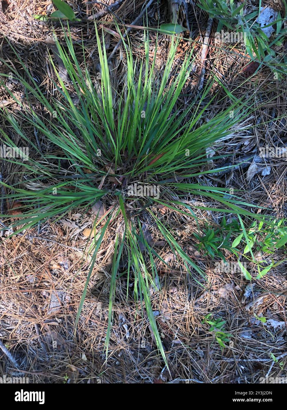 Narrow-leaved Witchgrass (Dichanthelium angustifolium) Plantae Stock ...
