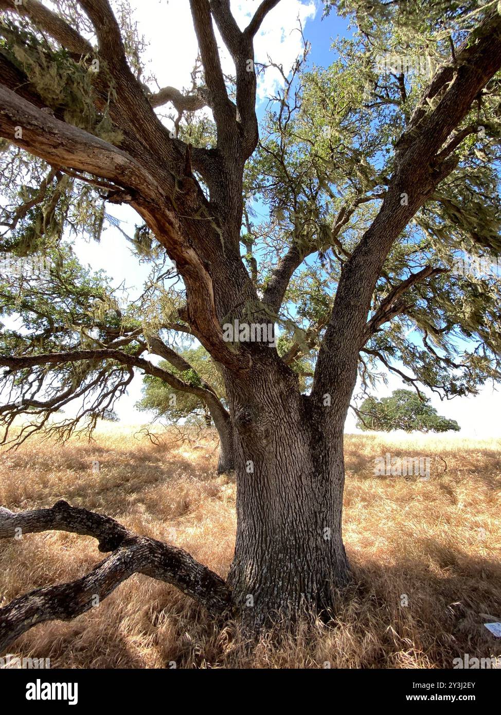blue oak (Quercus douglasii) Plantae Stock Photo - Alamy