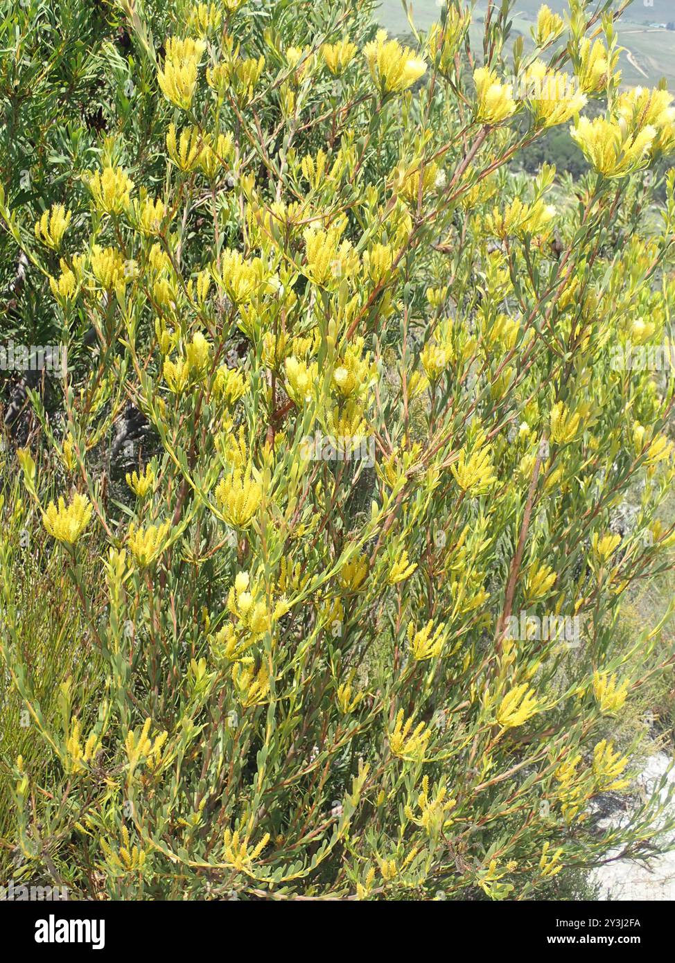 Broadleaf Featherbush (Aulax umbellata) Plantae Stock Photo - Alamy