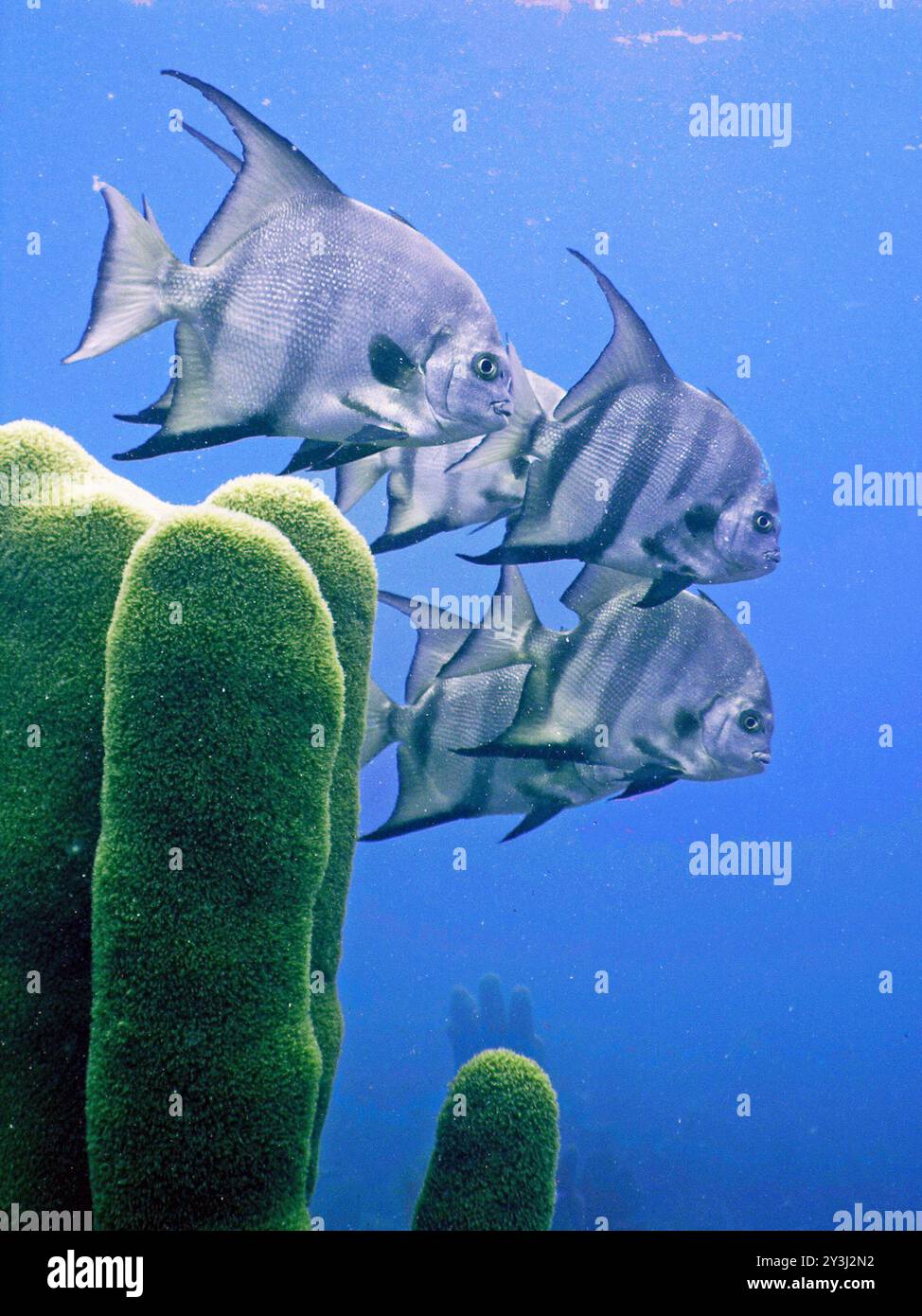 Atlantic Spadefish (Chaetodipterus faber) Actinopterygii Stock Photo ...