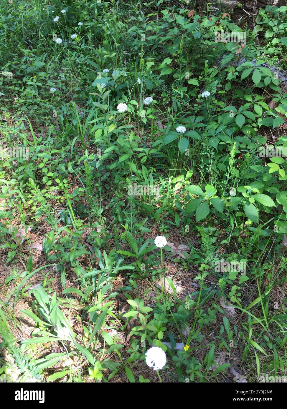 Piedmont Barbara's-buttons (Marshallia obovata) Plantae Stock Photo - Alamy