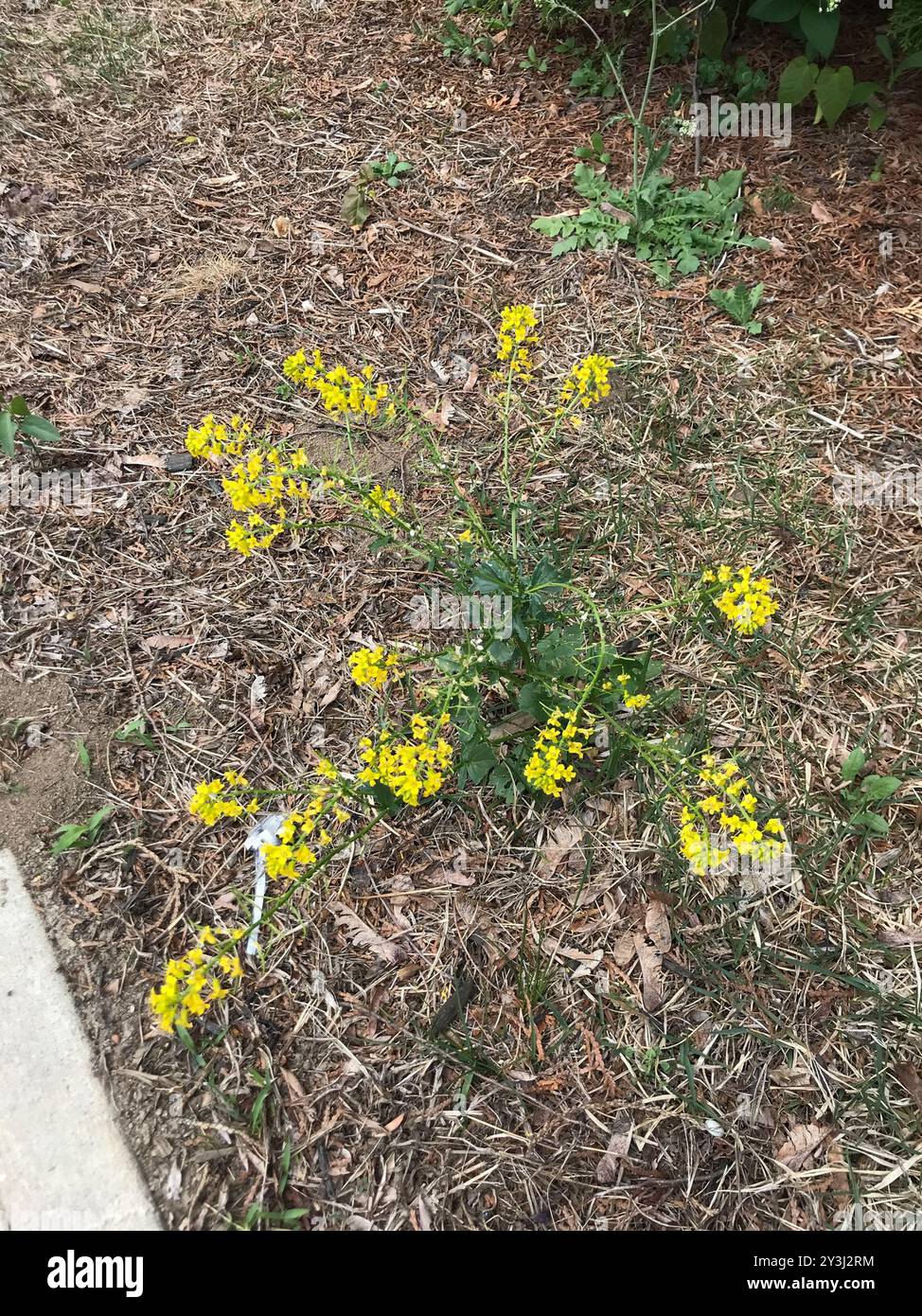 Creeping Yellowcress (Rorippa sylvestris) Plantae Stock Photo - Alamy