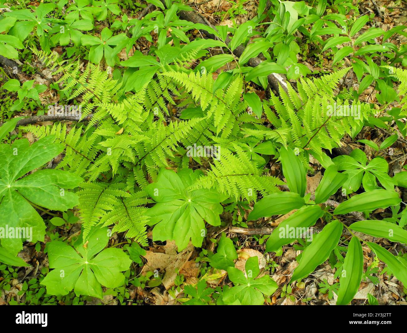 Athyrium sect. Athyrium (Athyrium) Plantae Stock Photo - Alamy