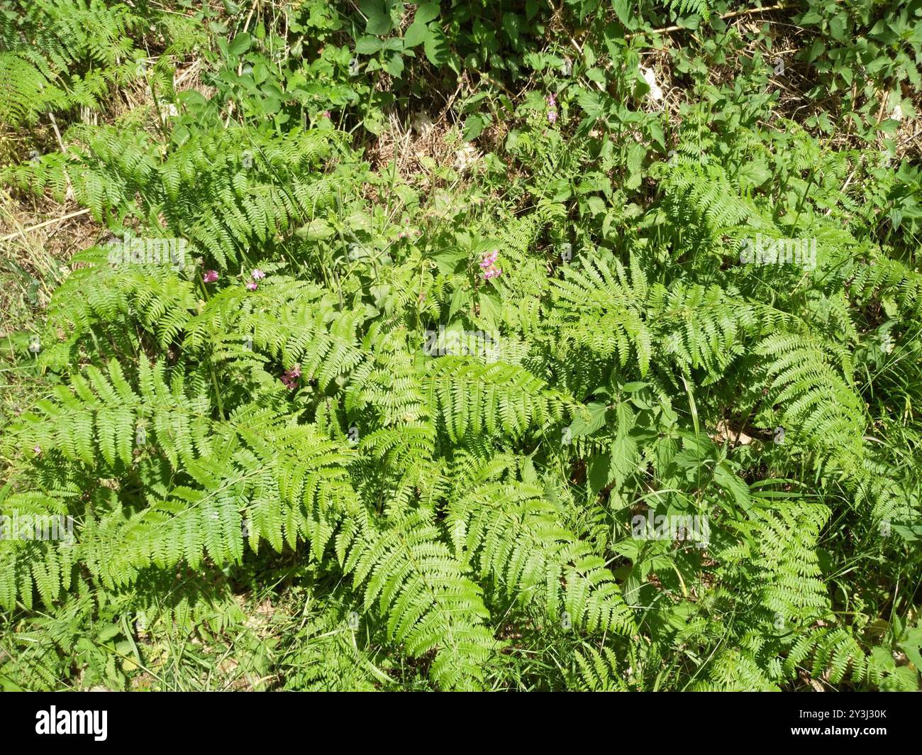common bracken (Pteridium aquilinum) Plantae Stock Photo - Alamy