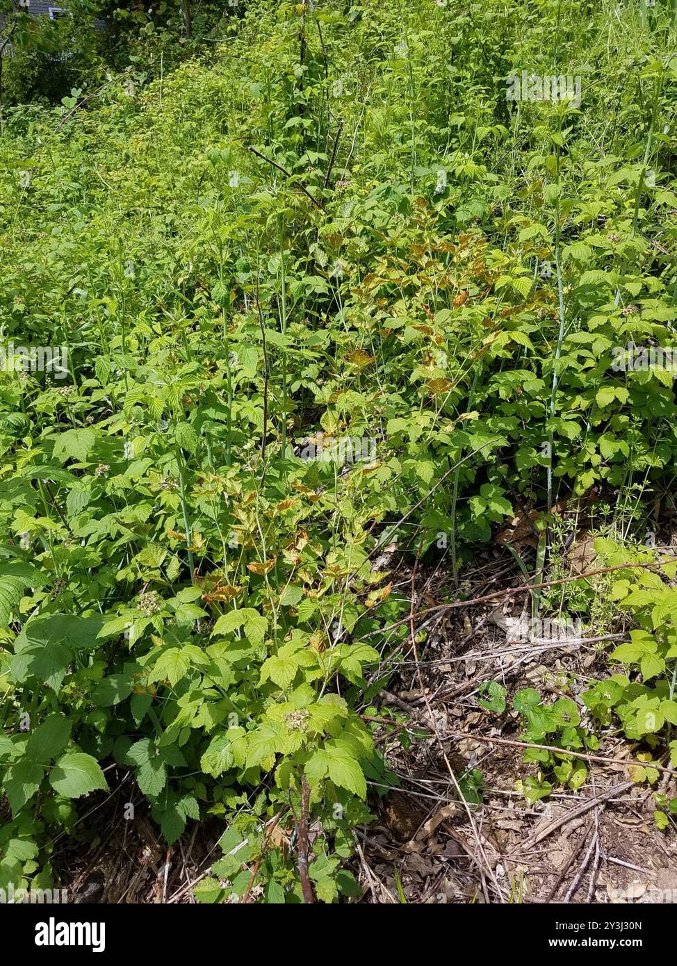 blackberry orange rust (Gymnoconia peckiana) Fungi Stock Photo - Alamy