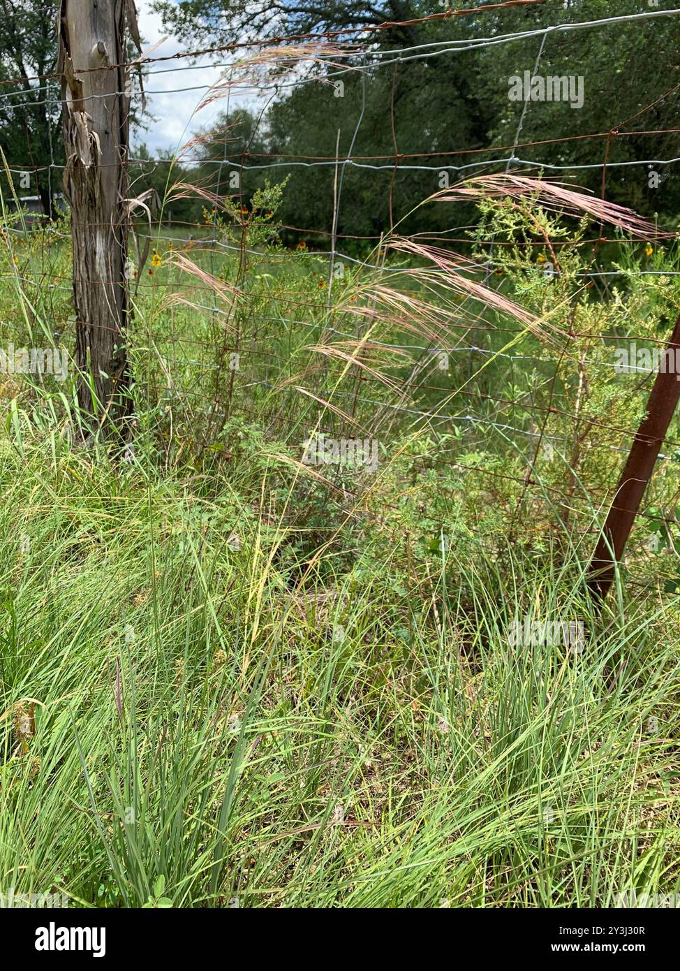 Purple Threeawn (Aristida purpurea) Plantae Stock Photo - Alamy