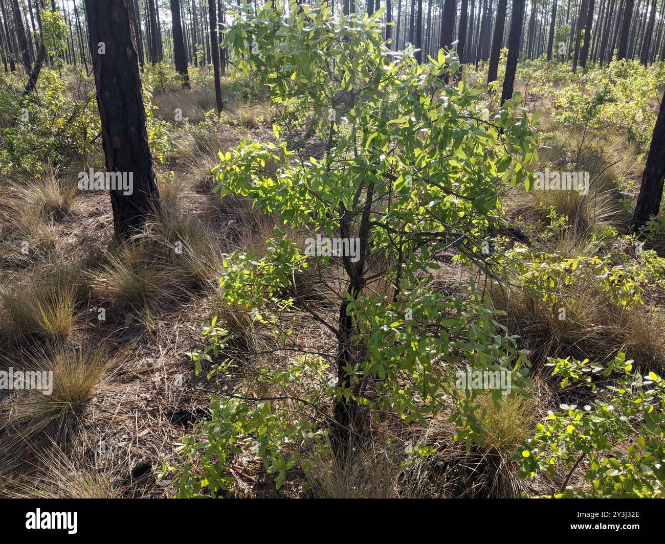 bluejack oak (Quercus incana) Plantae Stock Photo - Alamy