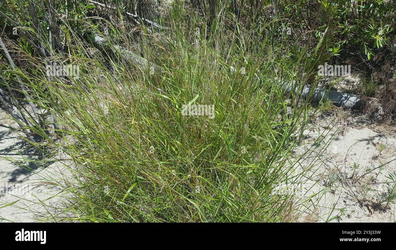 Smilo Grass (Oloptum miliaceum) Plantae Stock Photo - Alamy