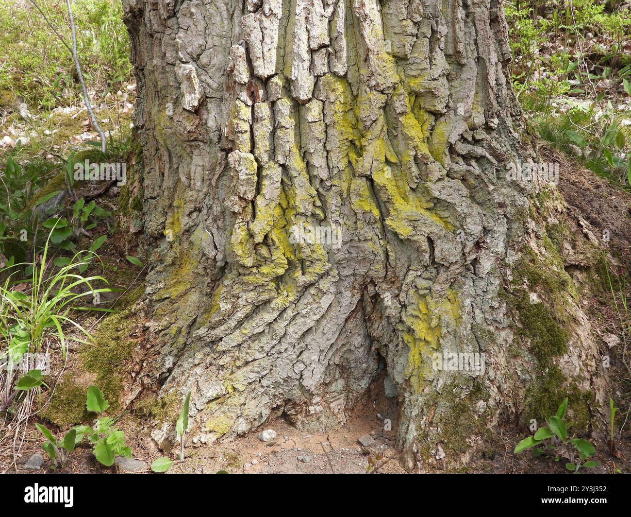 gold dust lichen (Chrysothrix candelaris) Fungi Stock Photo - Alamy