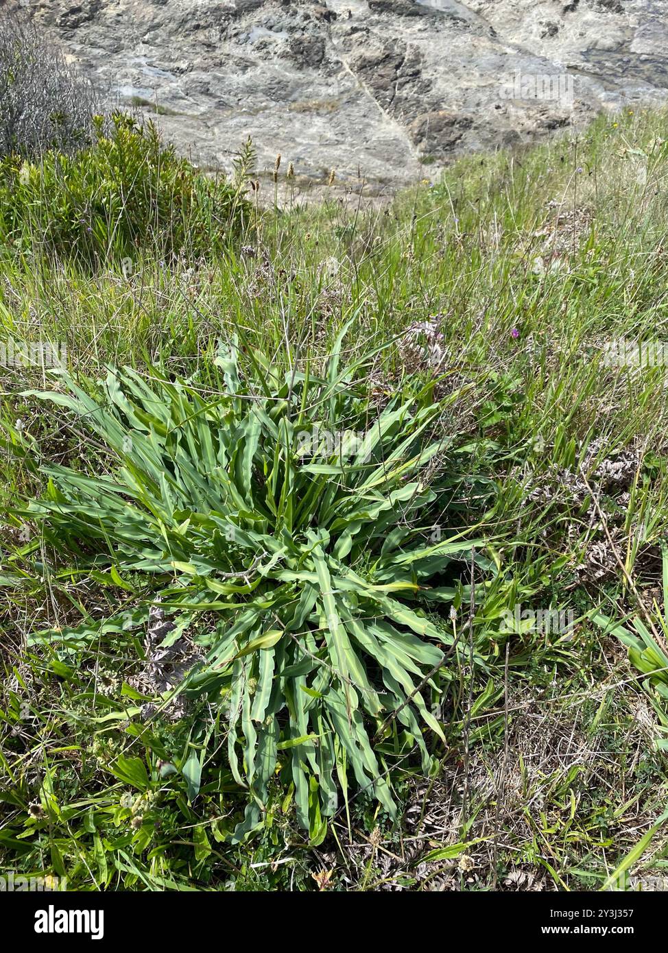 wavy-leafed soap plant (Chlorogalum pomeridianum) Plantae Stock Photo ...