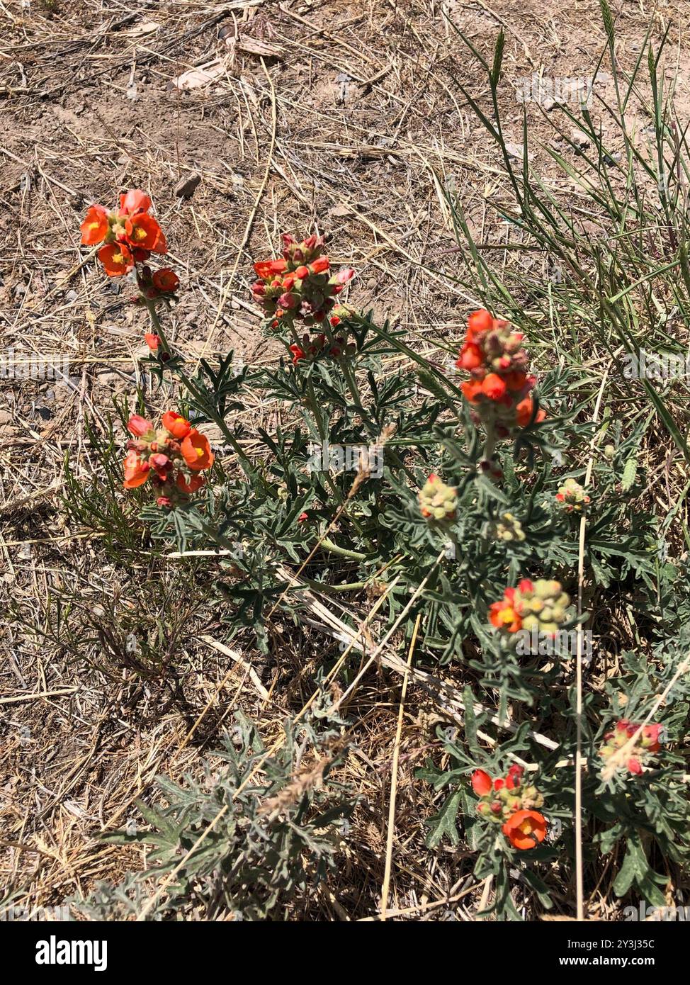 Scarlet Globemallow (Sphaeralcea coccinea) Plantae Stock Photo - Alamy