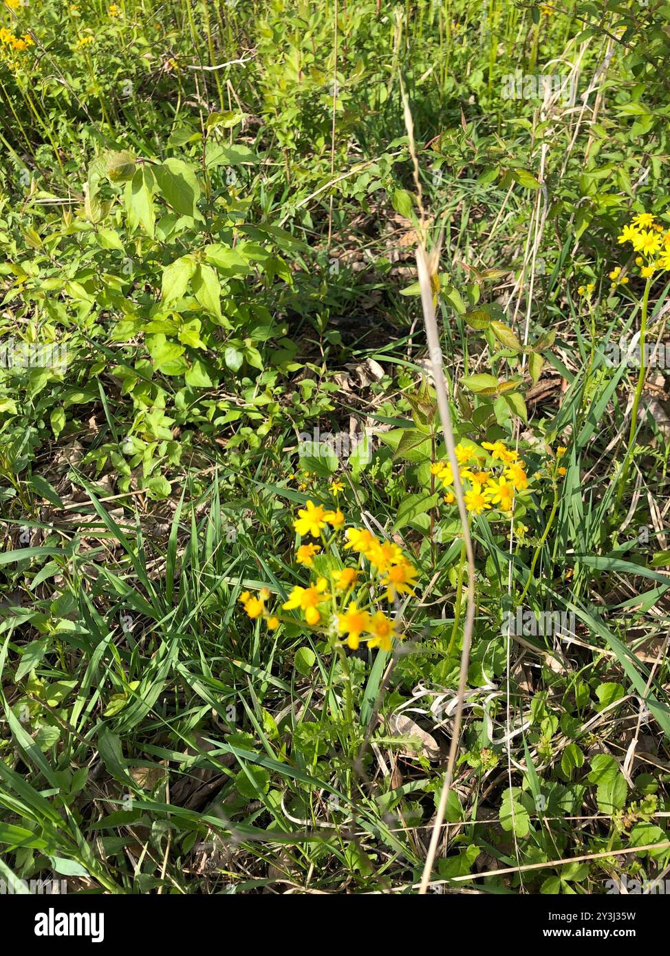 roundleaf ragwort (Packera obovata) Plantae Stock Photo - Alamy