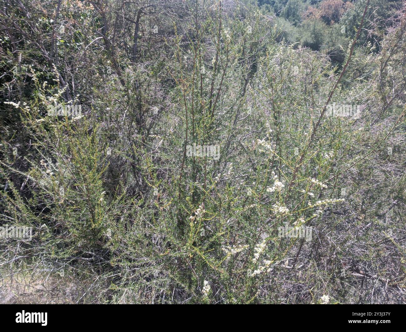 chamise (Adenostoma fasciculatum) Plantae Stock Photo - Alamy