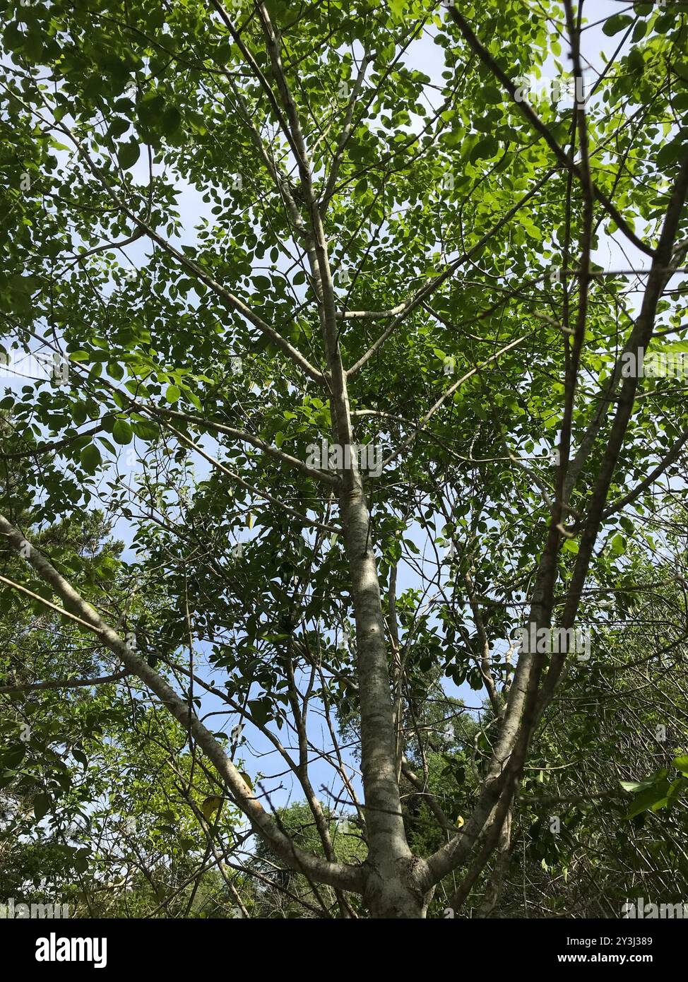 Texas ash (Fraxinus albicans) Plantae Stock Photo - Alamy
