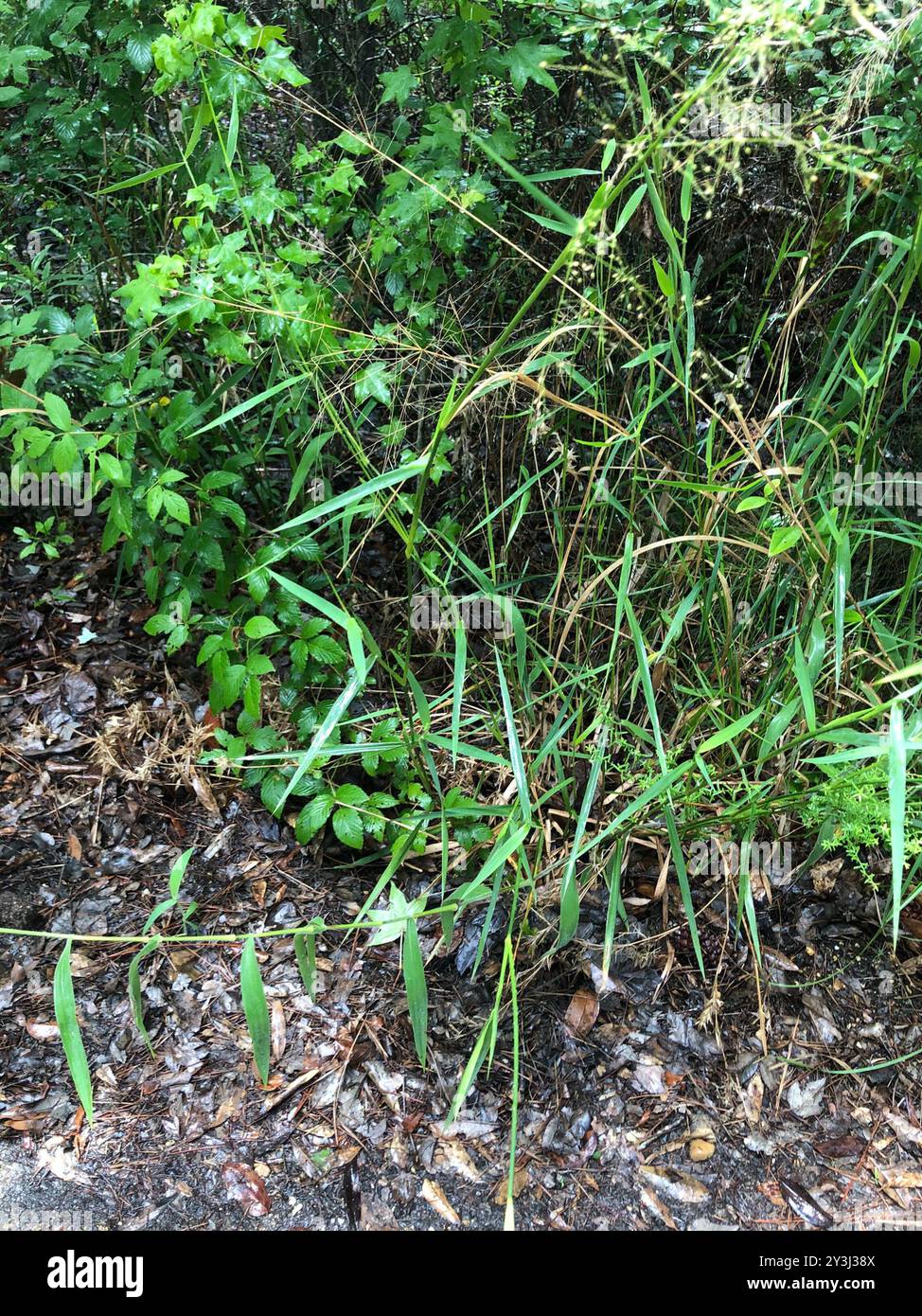 woolly witchgrass (Dichanthelium scabriusculum) Plantae Stock Photo - Alamy
