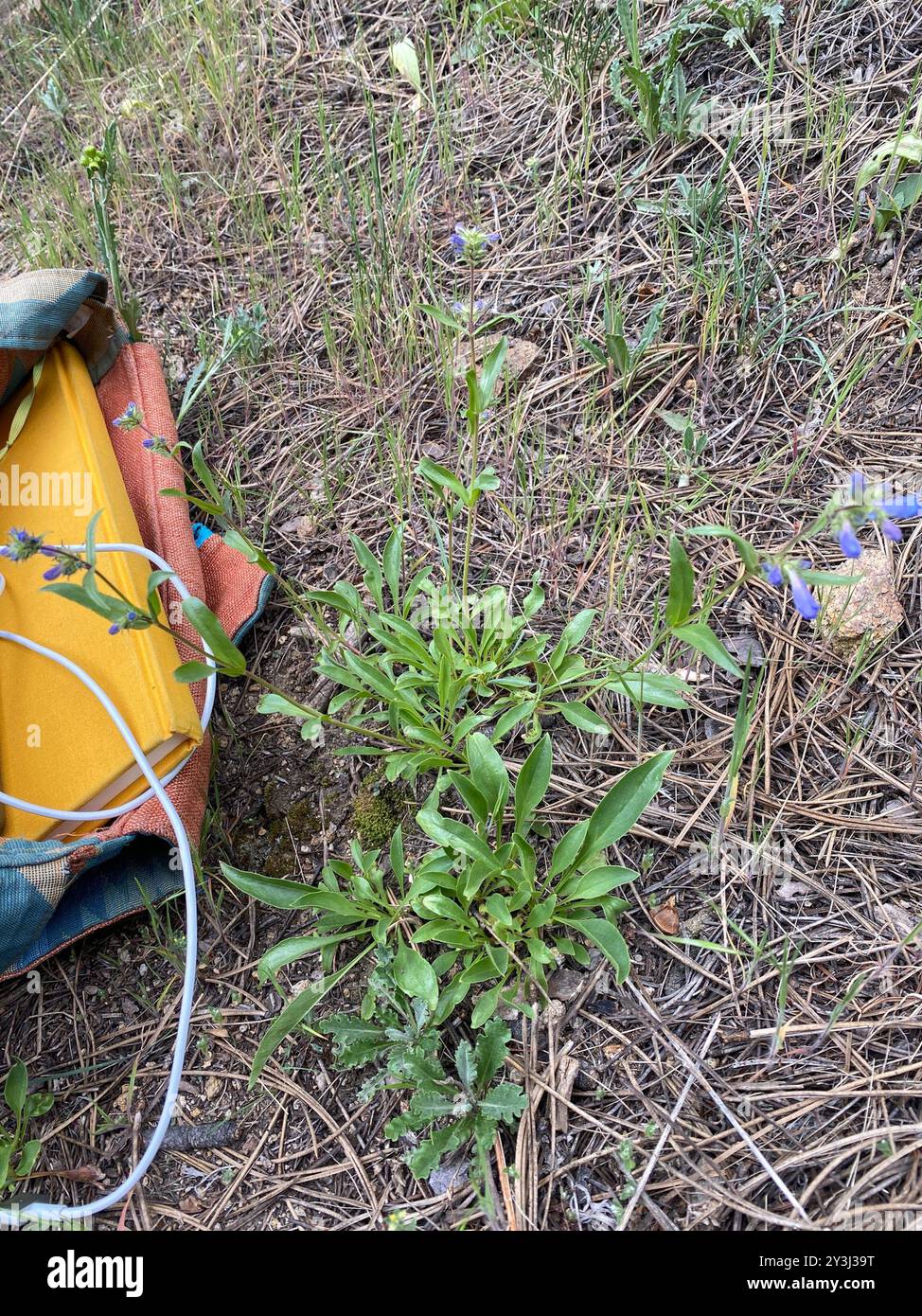 Front Range Beardtongue (Penstemon virens) Plantae Stock Photo - Alamy