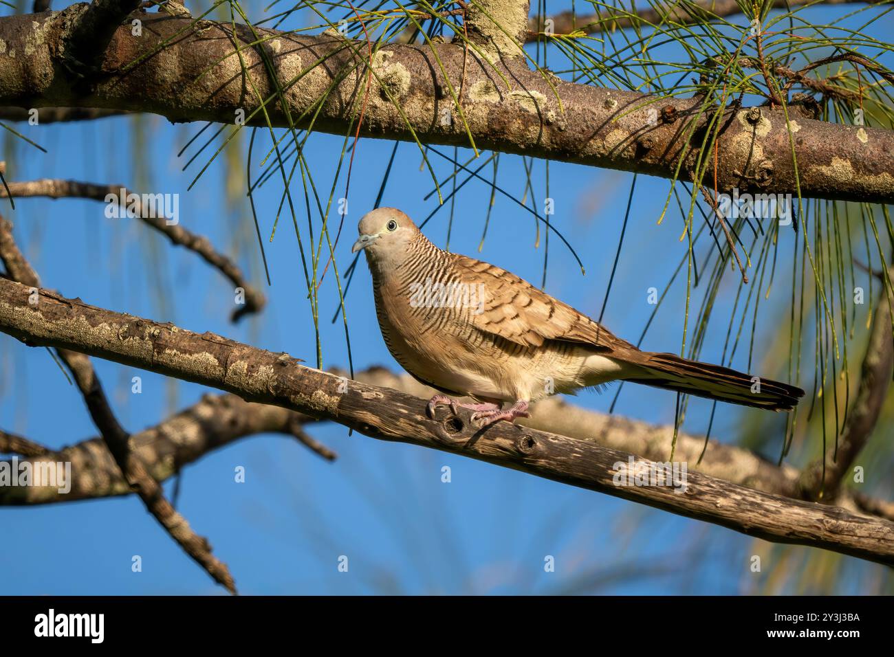 Zebra Dove - Geopelia striata, beautiful small dove from Southeast ...
