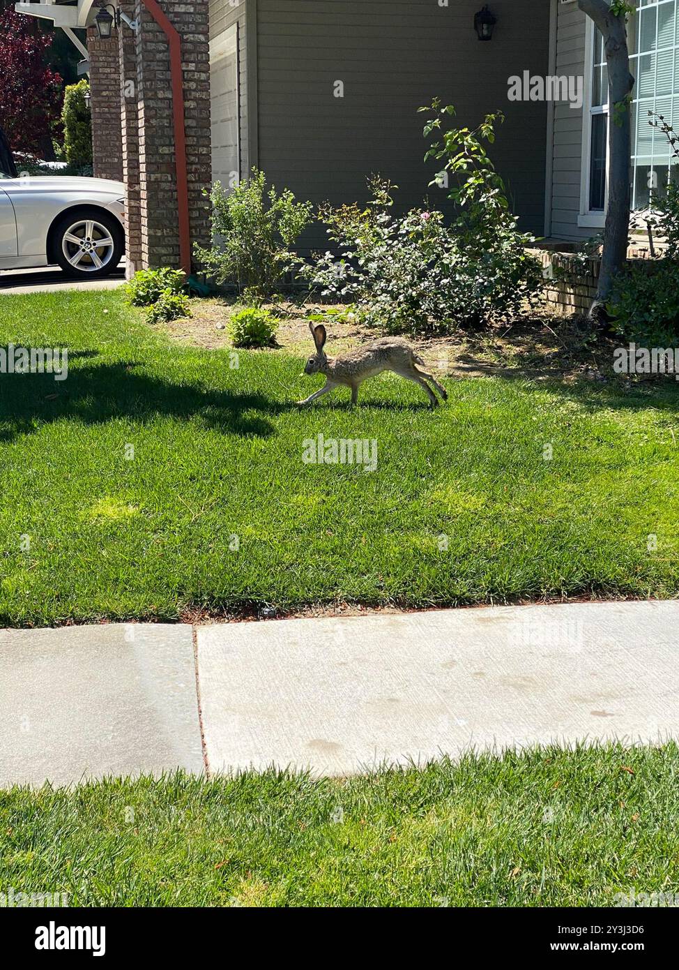 Black-tailed Jackrabbit (Lepus californicus) Mammalia Stock Photo - Alamy