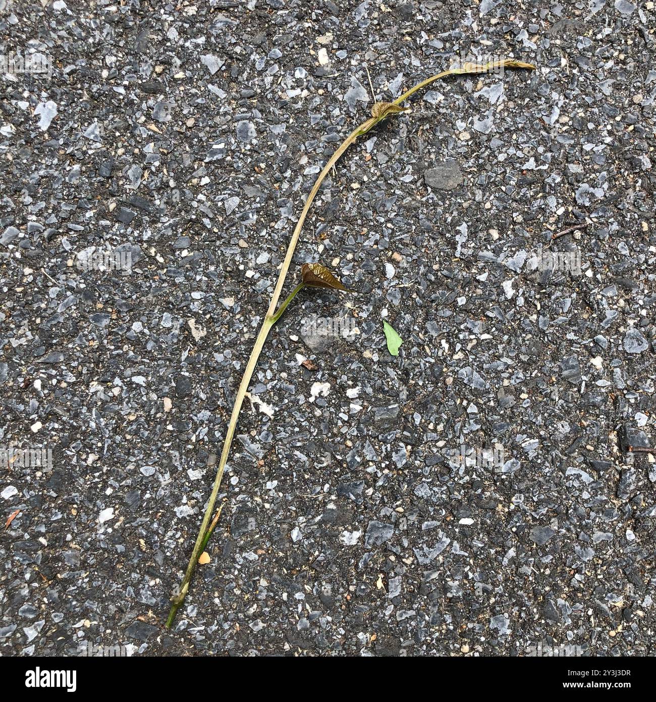 Chinese yam (Dioscorea polystachya) Plantae Stock Photo - Alamy