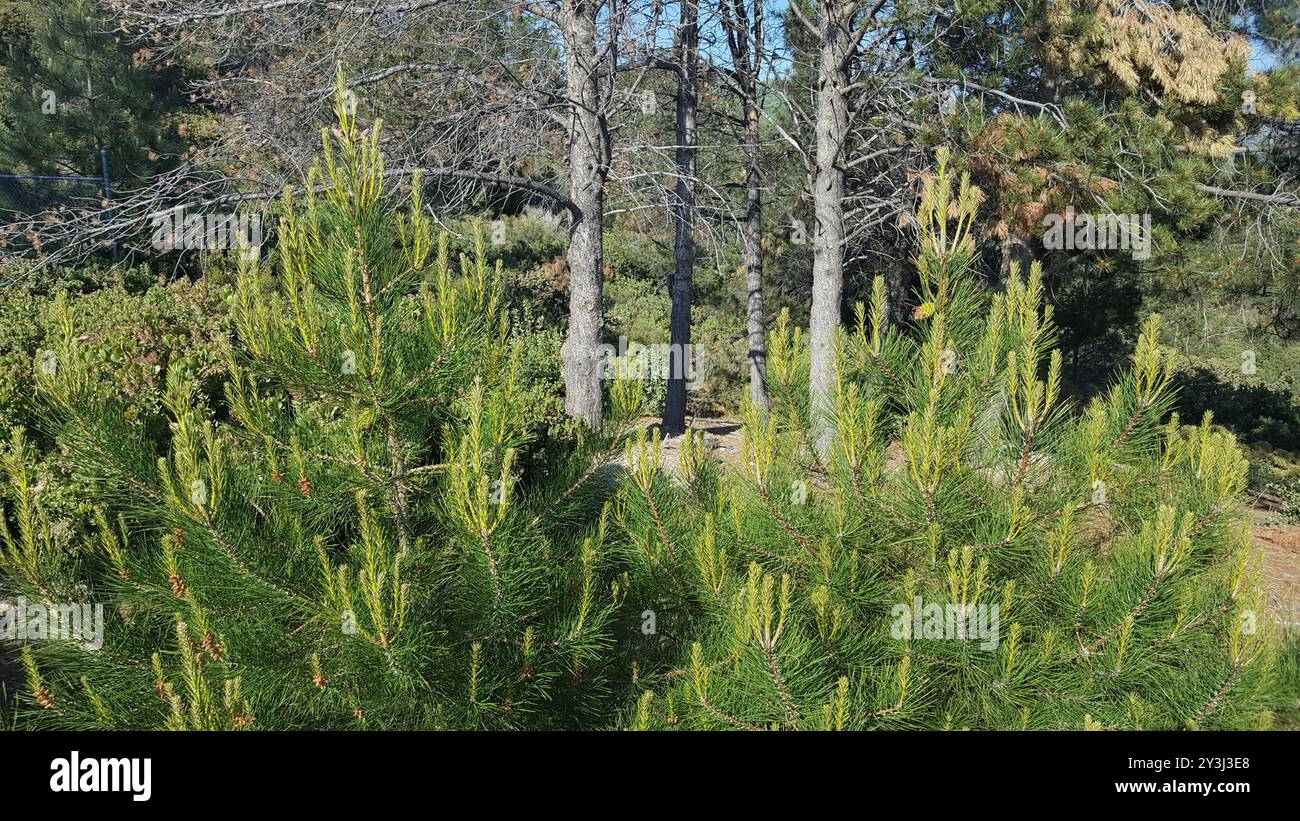 knobcone pine (Pinus attenuata) Plantae Stock Photo - Alamy