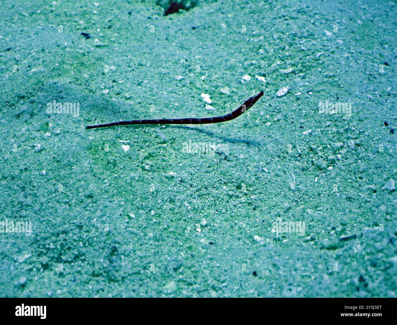 Tail-brooding Pipefishes (Syngnathinae) Actinopterygii Stock Photo - Alamy