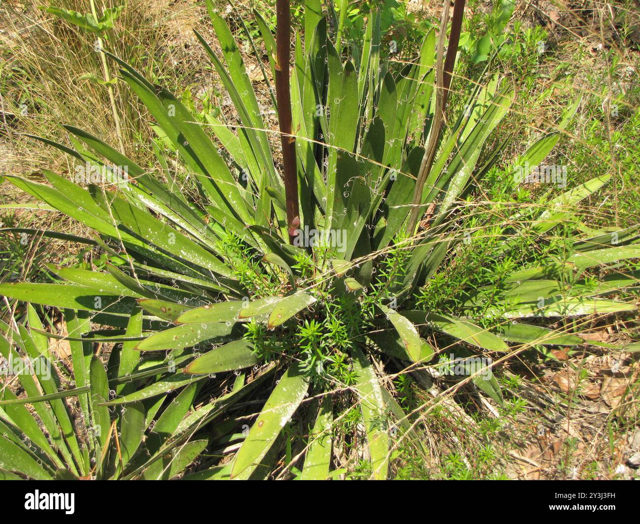 common yucca (Yucca filamentosa) Plantae Stock Photo - Alamy
