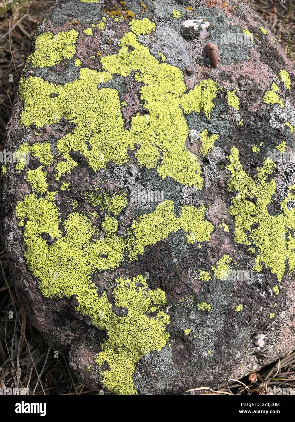yellow map lichen (Rhizocarpon geographicum) Fungi Stock Photo - Alamy