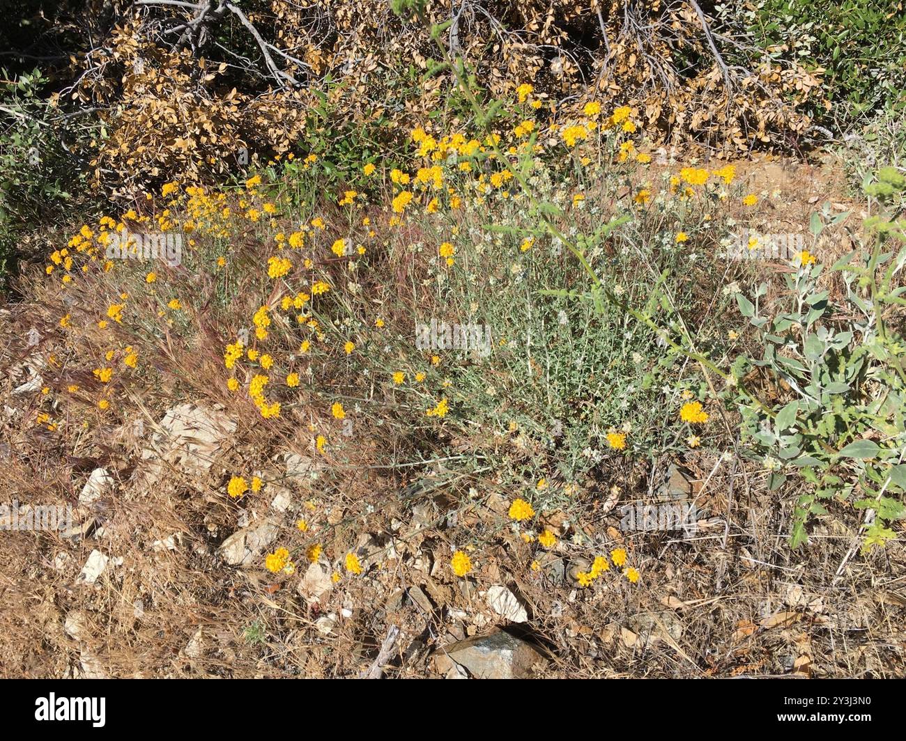 Golden Yarrow (Eriophyllum confertiflorum) Plantae Stock Photo - Alamy