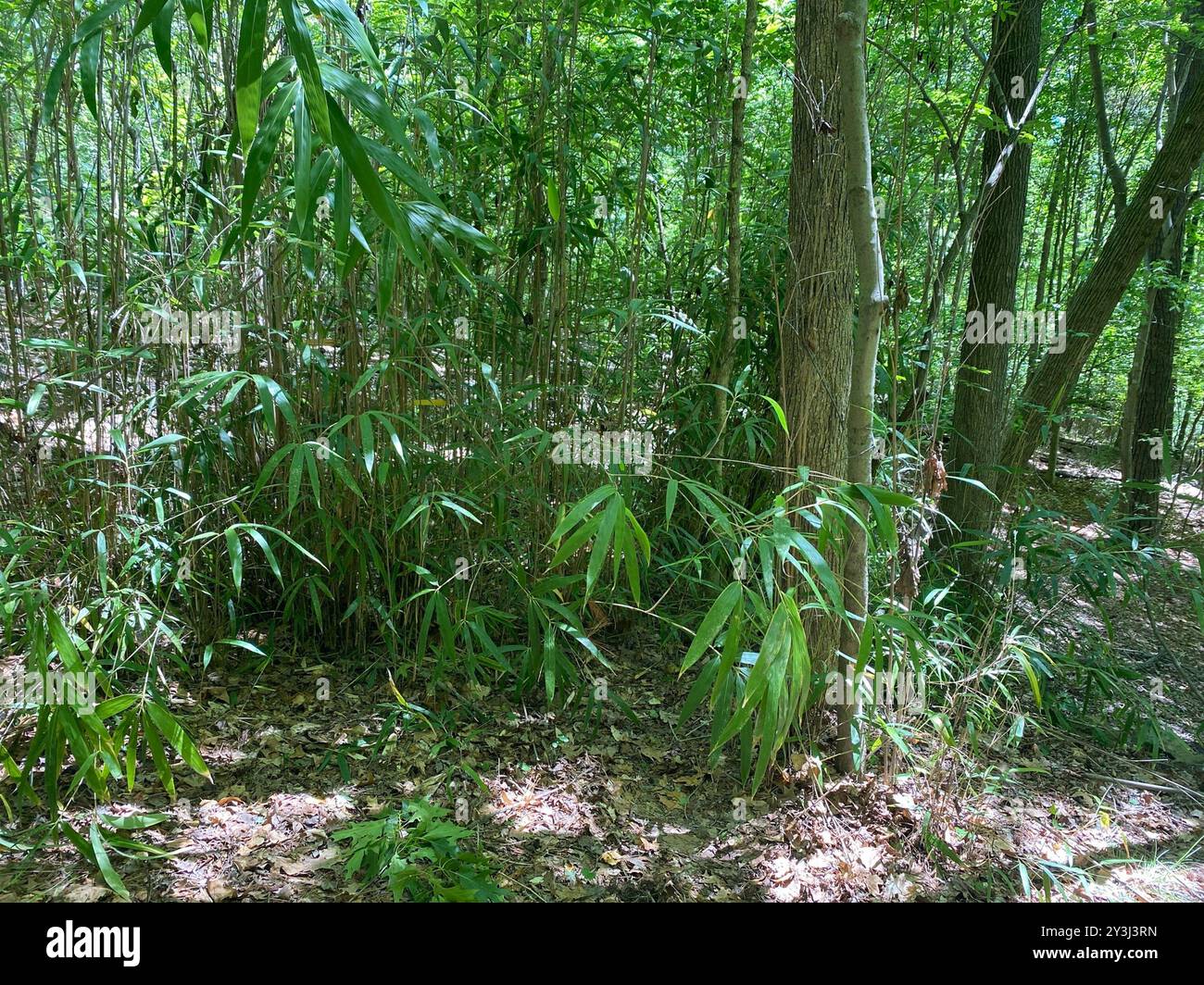 Arrow Bamboo (Pseudosasa japonica) Plantae Stock Photo - Alamy