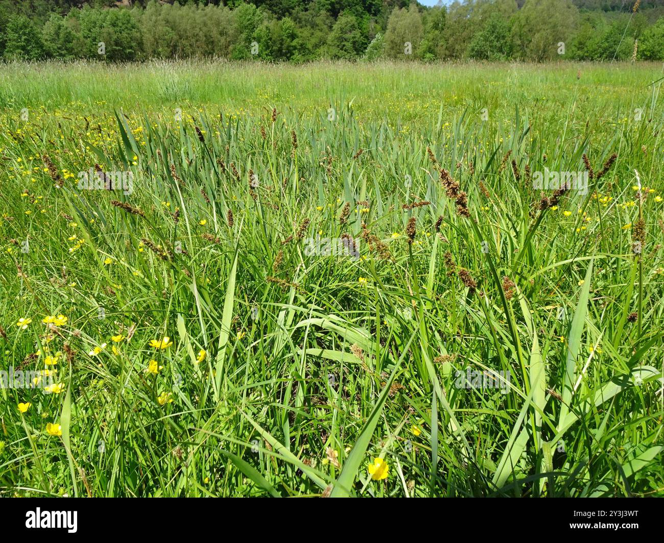 True Fox-sedge (Carex vulpina) Plantae Stock Photo - Alamy