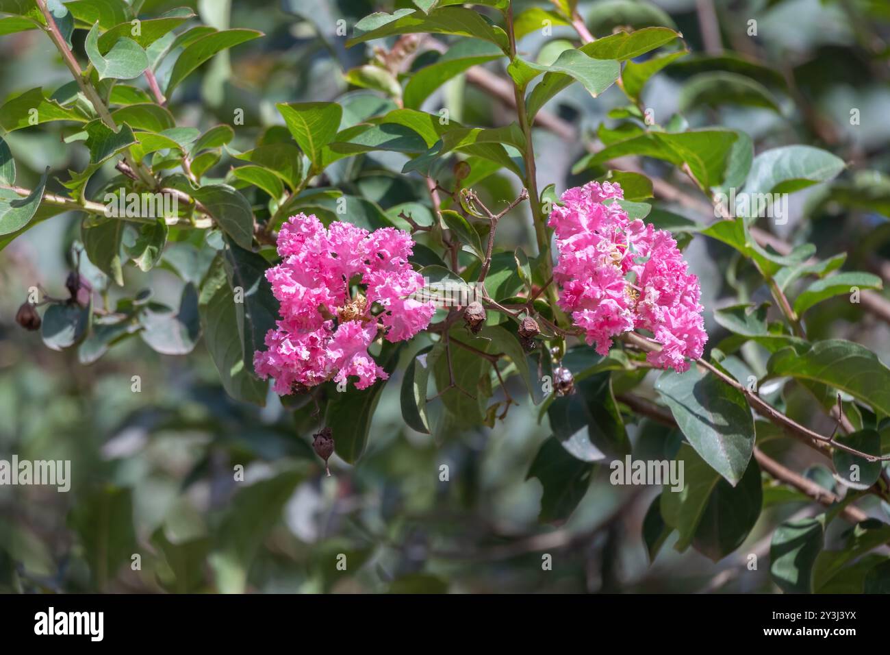 Beautiful pink crepe myrtle flower blooming on a tree branch in the ...