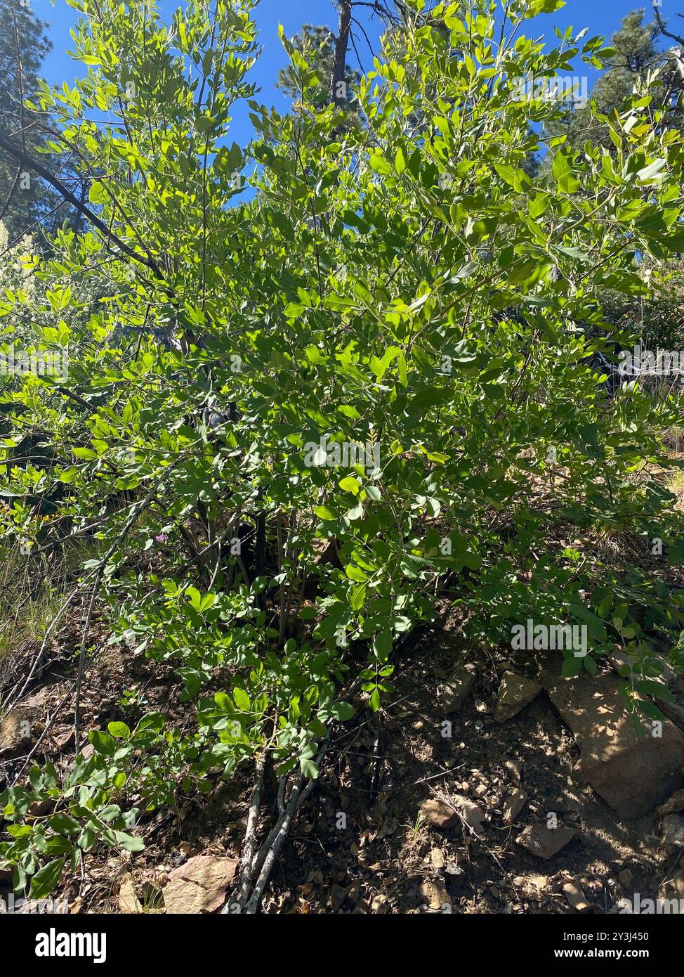 velvet ash (Fraxinus velutina) Plantae Stock Photo - Alamy