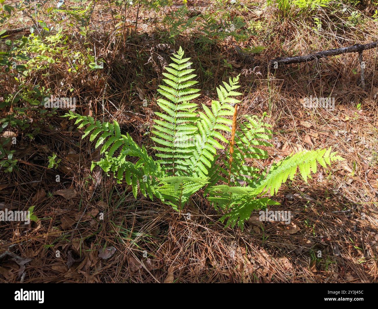 cinnamon fern (Osmundastrum cinnamomeum) Plantae Stock Photo - Alamy