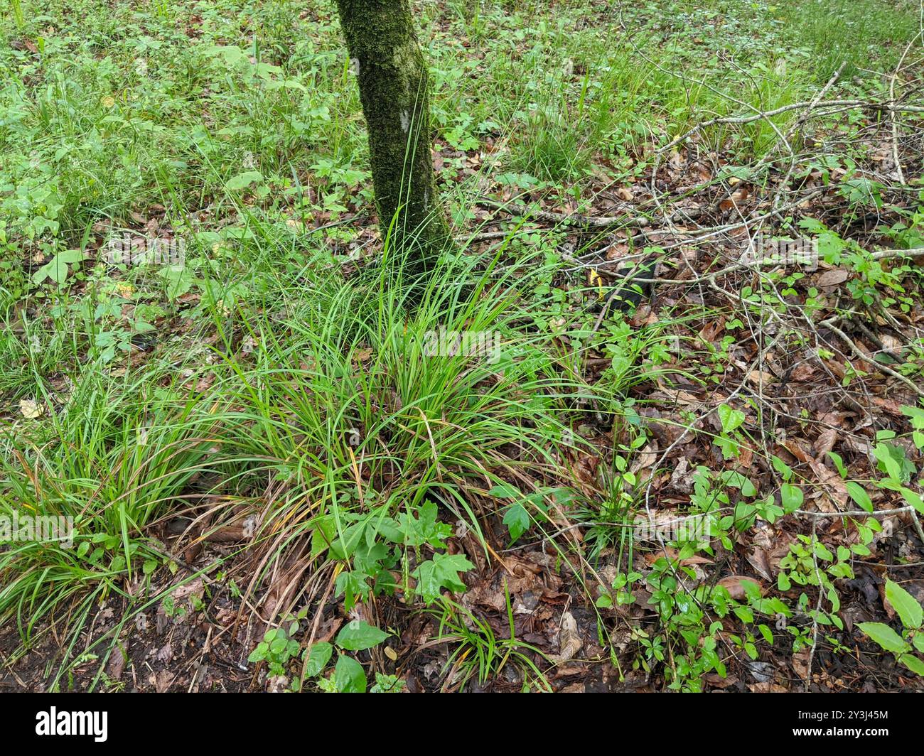 Sharpscale sedge (Carex oxylepis) Plantae Stock Photo - Alamy