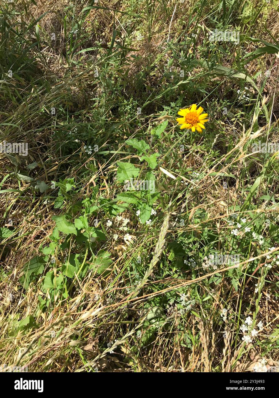 Awnless Bushsunflower (Simsia calva) Plantae Stock Photo - Alamy